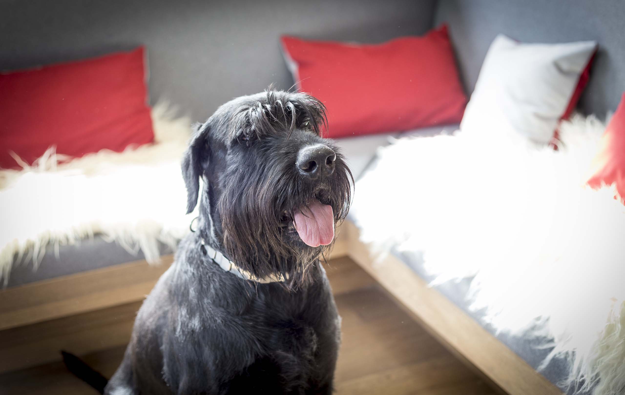 Fitnessurlaub mit Hund in Deutschland